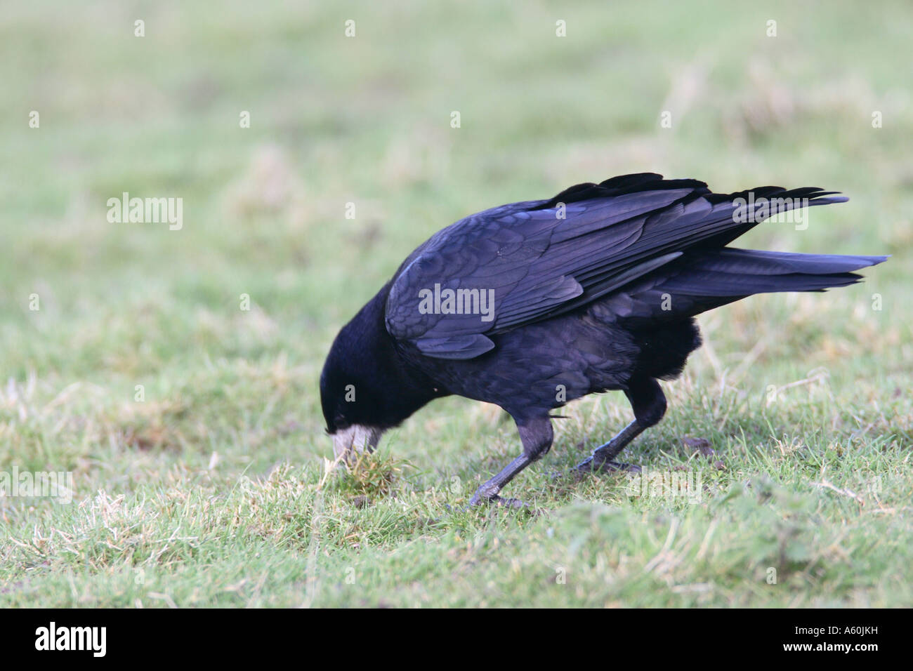 ROOK CORVUS FRUGILEGUS COLLECTING GRASS FOR NEST BUILDING Stock Photo ...