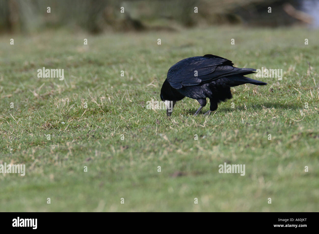 ROOK CORVUS FRUGILEGUS COLLECTING GRASS FOR NEST BUILDING Stock Photo ...