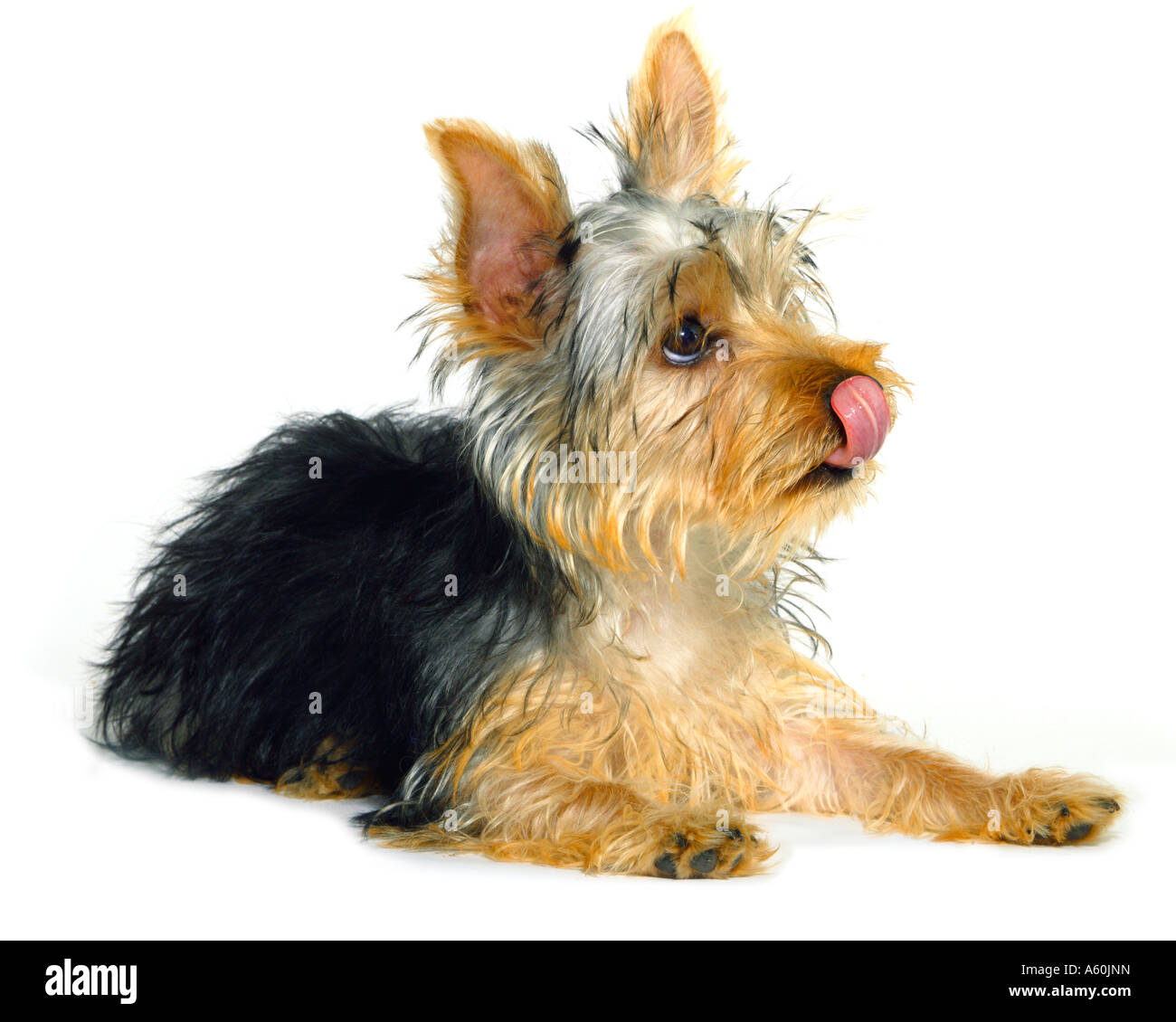 Small Yorkshire Terrier licking nose Stock Photo - Alamy