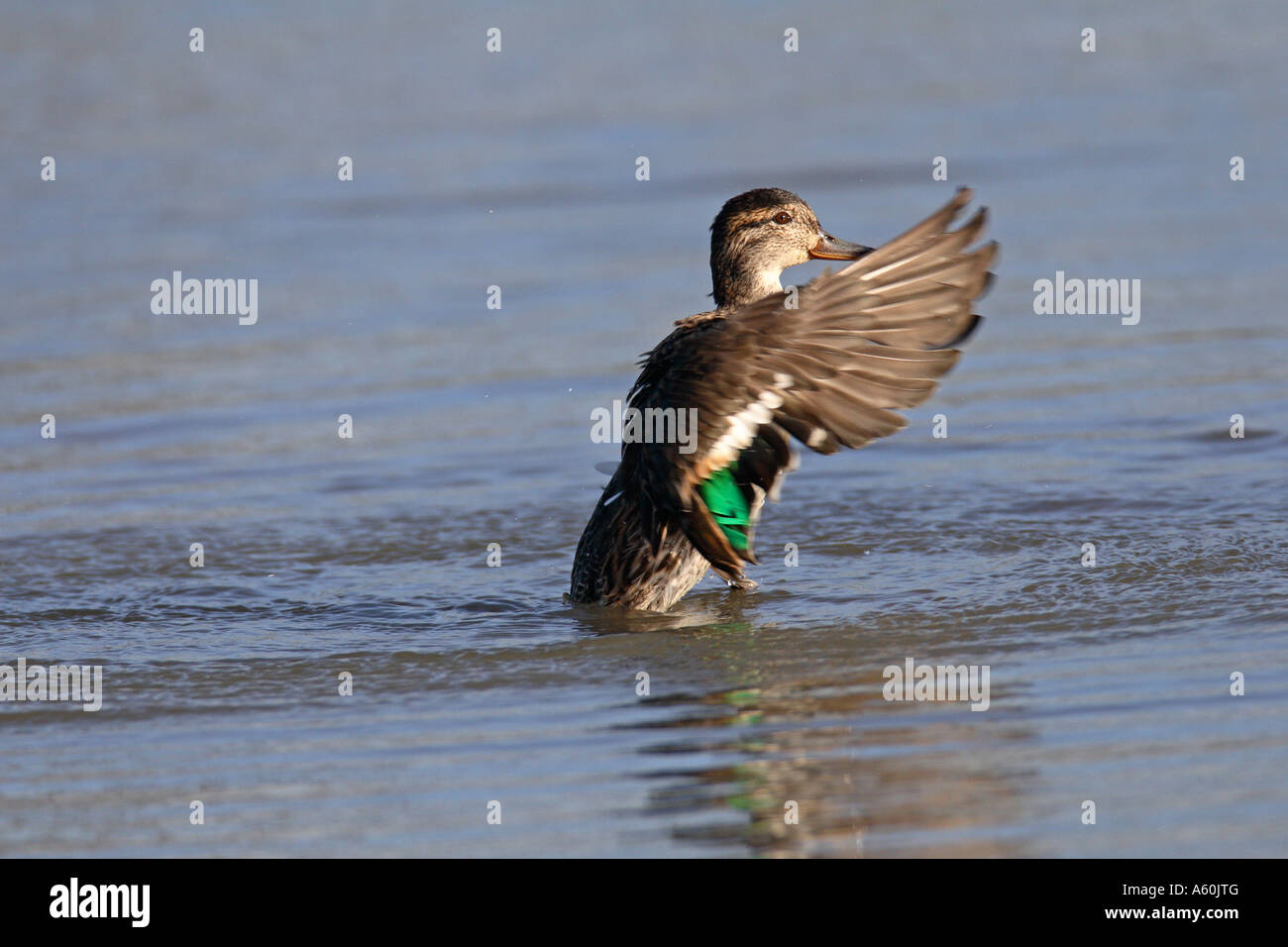 TEAL ANAS CRECCA DUCK WING FLAPPING ON WATER Stock Photo - Alamy