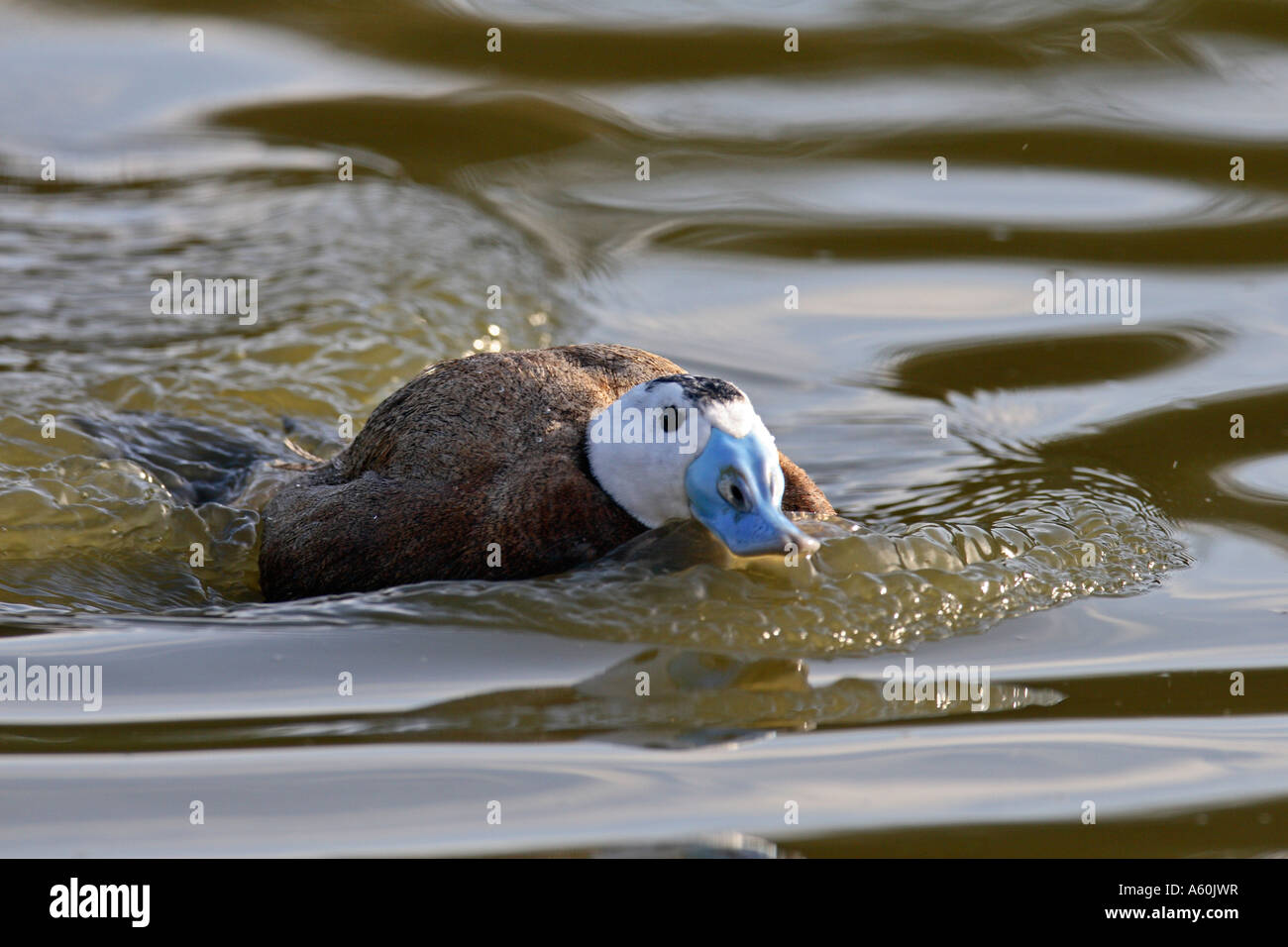 WHITE HEADED DUCK OXYURA LEUCOCEPHALA DRAKE SWIMMING FV Stock Photo - Alamy