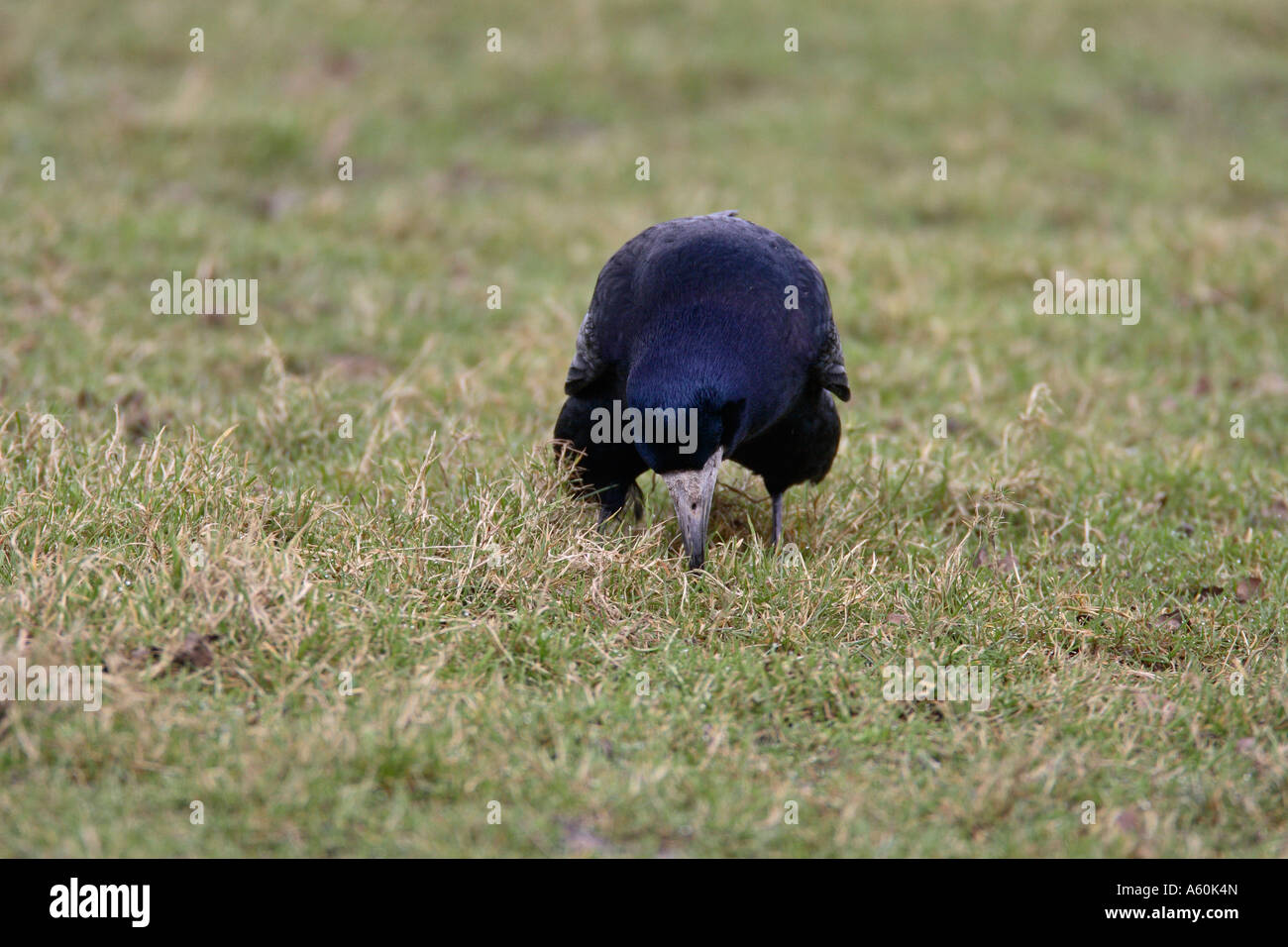 ROOK CORVUS FRUGILEGUS LOOKING FOR FOOD IN GRASSLAND Stock Photo - Alamy