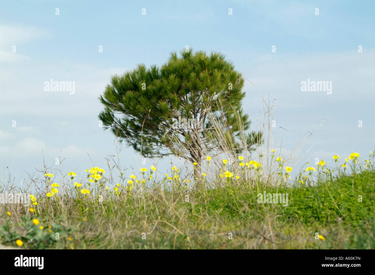 single pine tree Stock Photo - Alamy