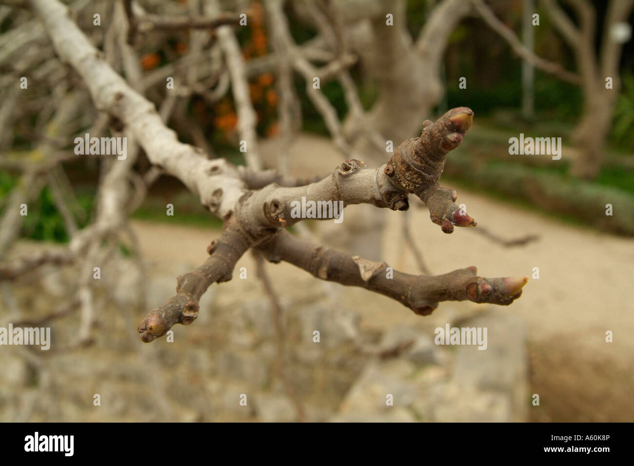 Fig tree branch (Ficus carica Stock Photo - Alamy