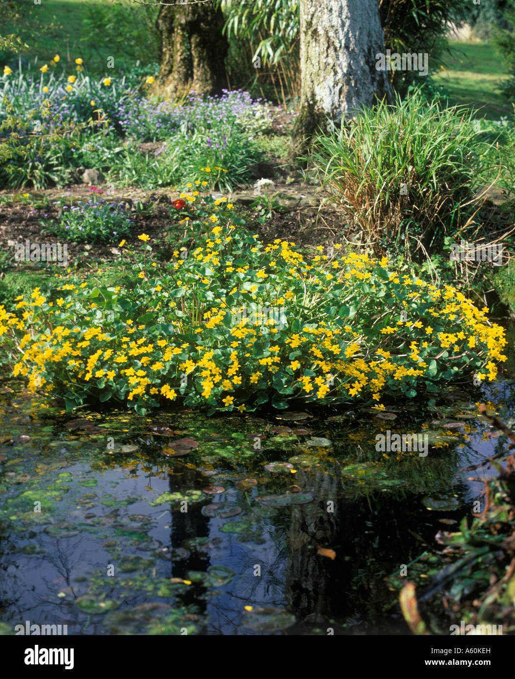 Large clump hi-res stock photography and images - Alamy