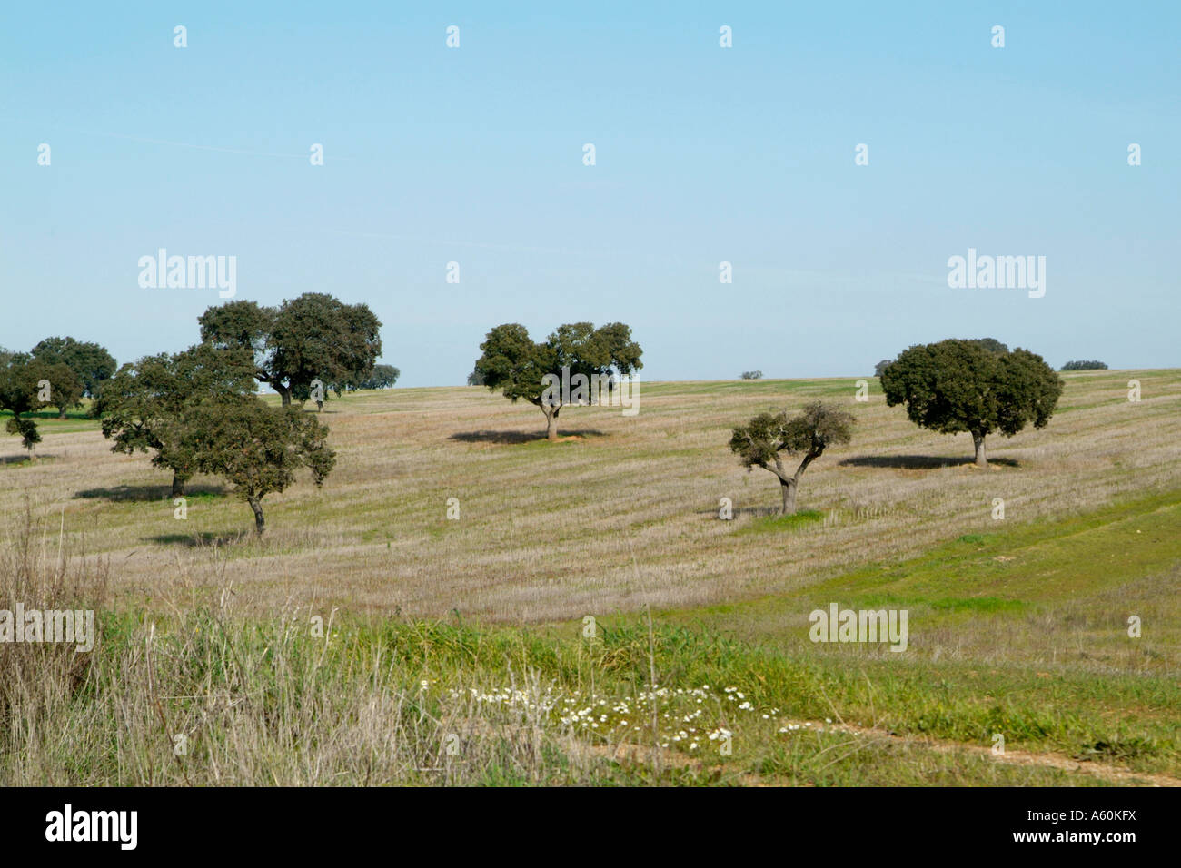 Farm field with oak trees in Alentejo, near Beja, Portugal Stock Photo ...