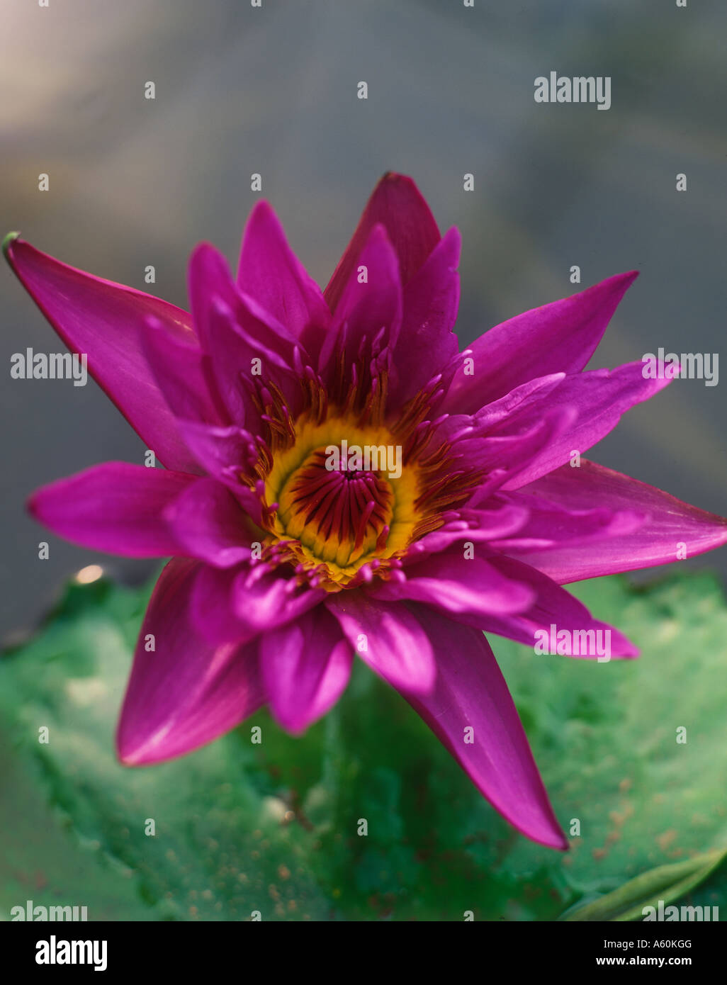 WATER LILY NYMPHAEA DIRECTOR MOORE CLOSE UP OF FLOWER Stock Photo - Alamy