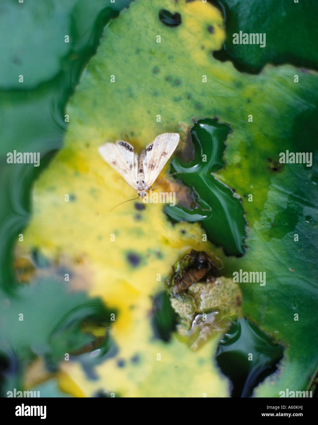 CHINA MARK MOTH CLOSE UP OF ADULT Stock Photo - Alamy