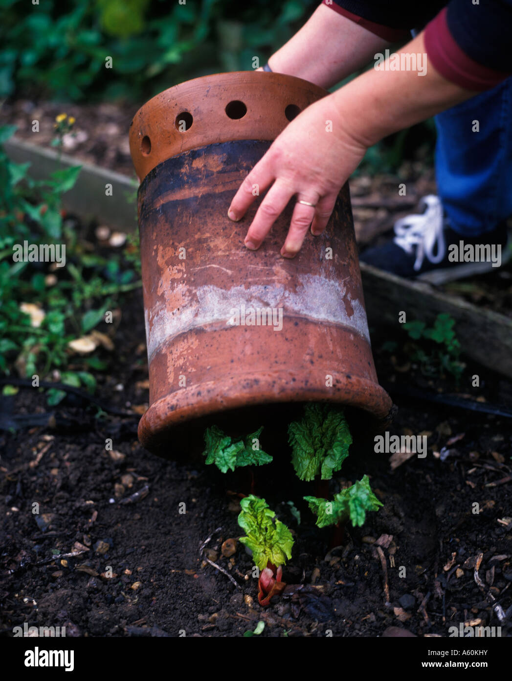 FORCING RHUBARB USE A CHIMNEY POT TO FORCE RHUBARB Stock Photo - Alamy
