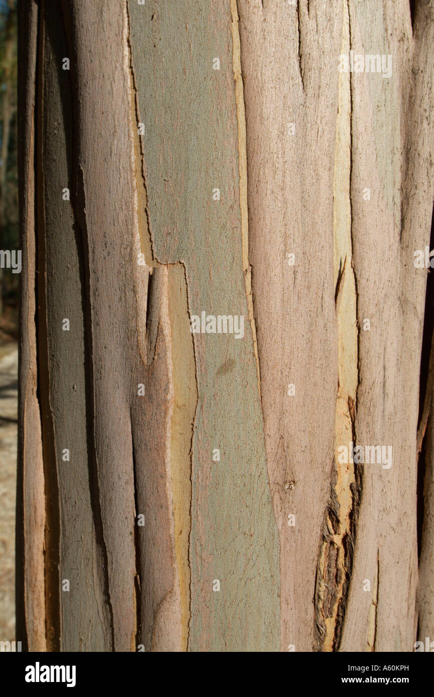 eucalyptus tree trunk detail Stock Photo - Alamy