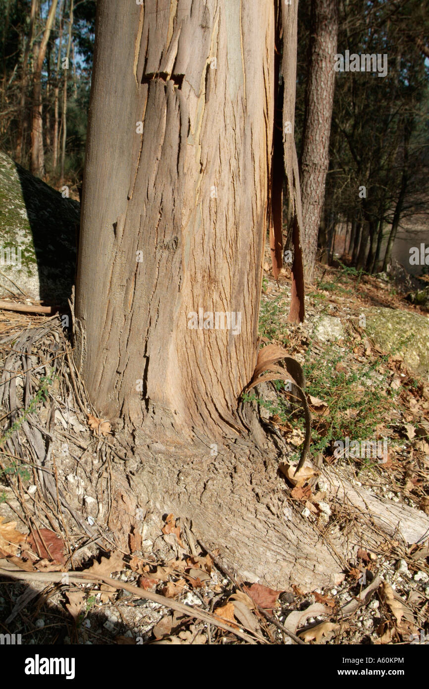 eucalyptus tree trunk Stock Photo - Alamy