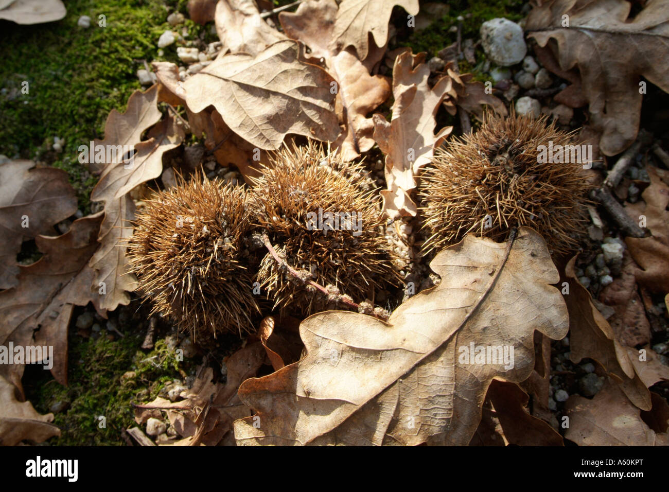 Nut sweetchestnut hi-res stock photography and images - Alamy