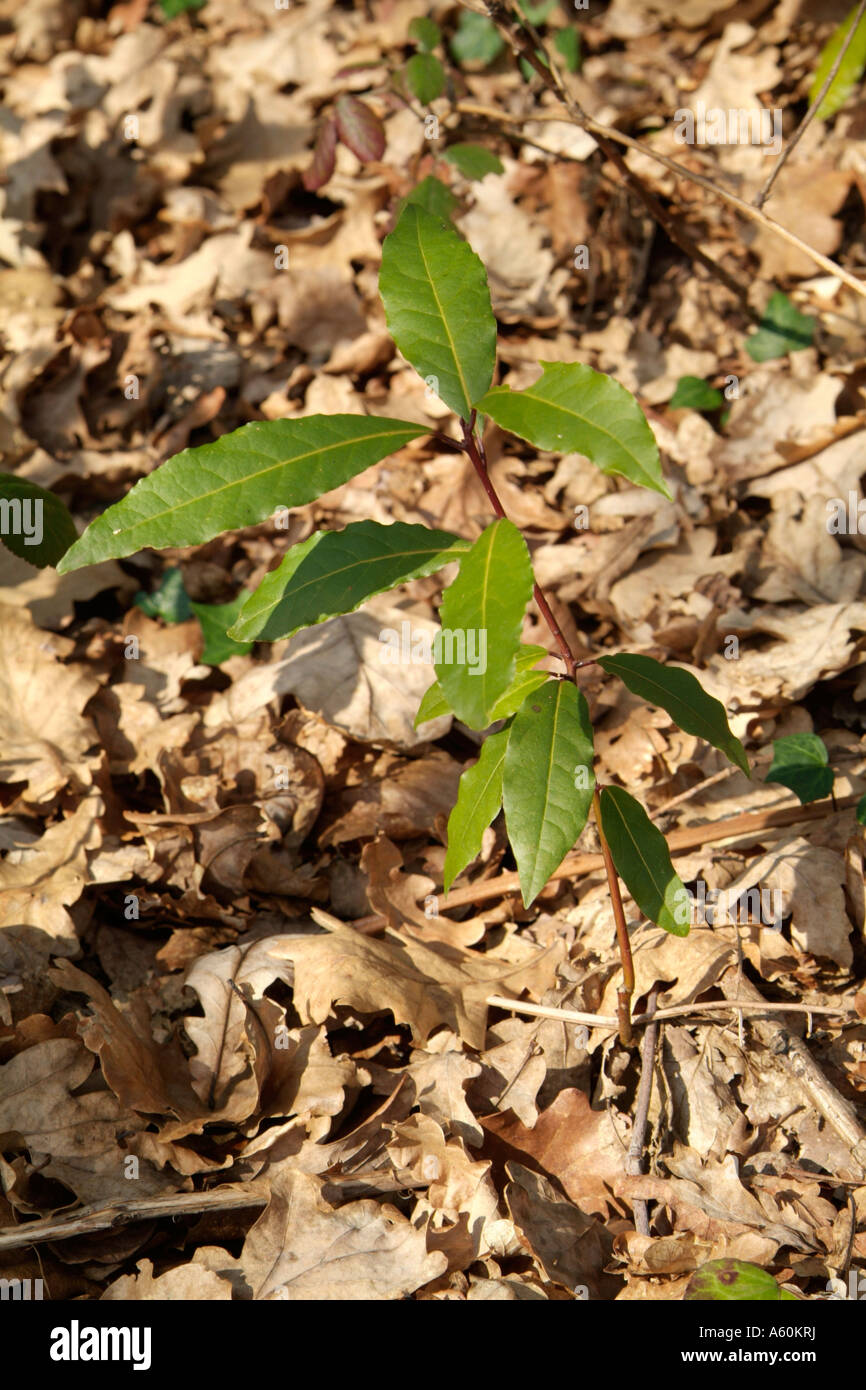 chestnut tree seedling Stock Photo - Alamy