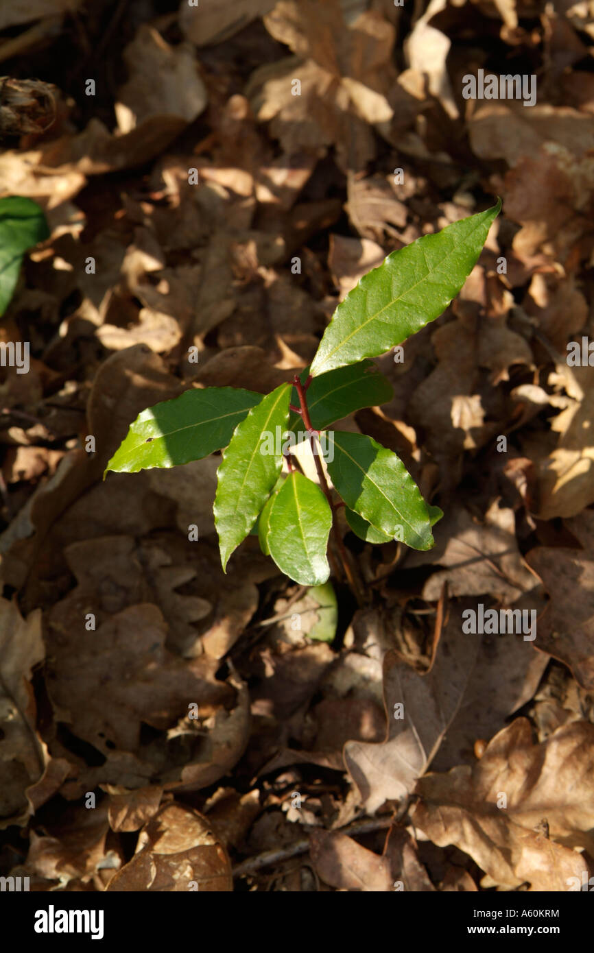 small chestnut tree Stock Photo - Alamy