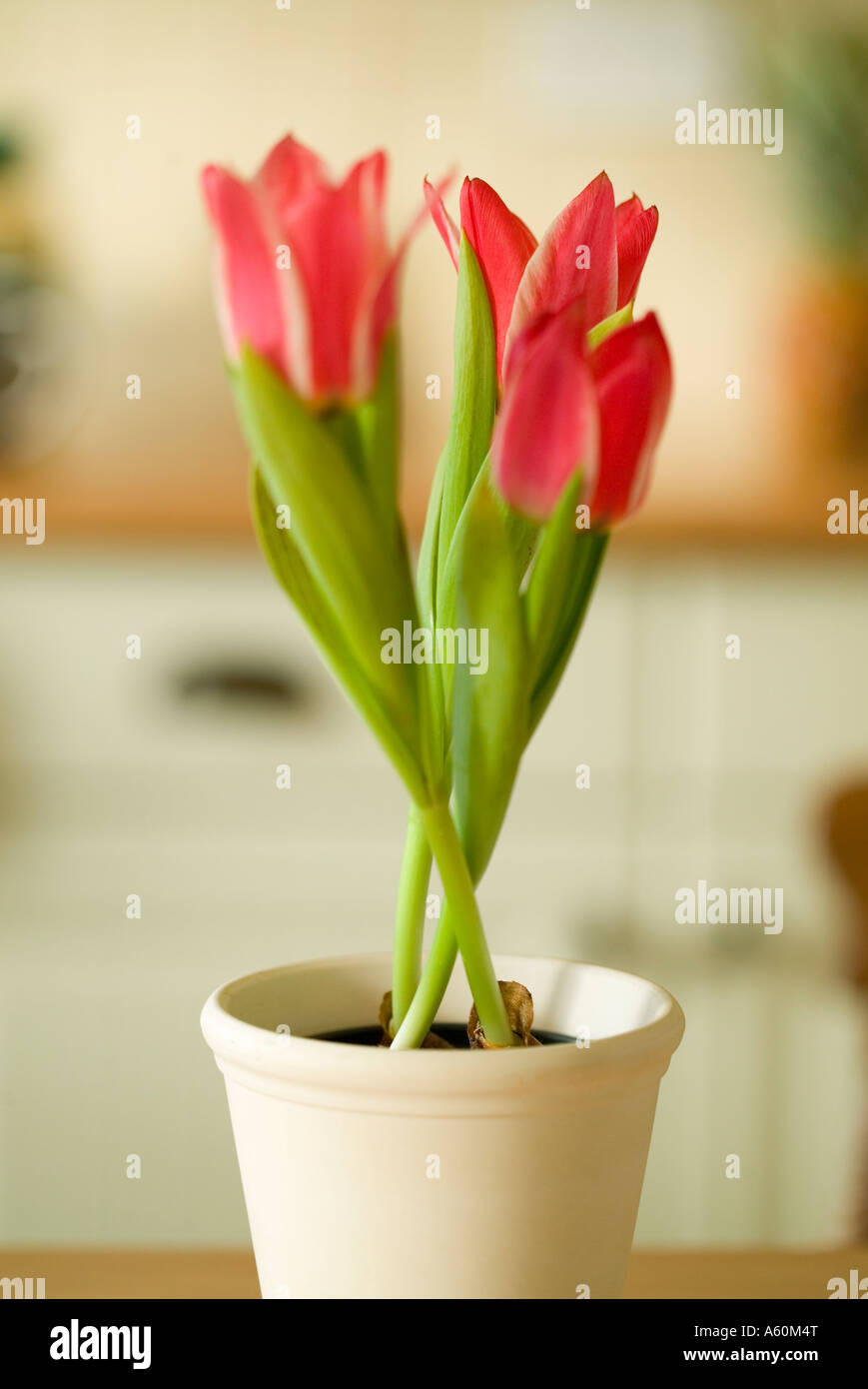 flower in pot Stock Photo - Alamy