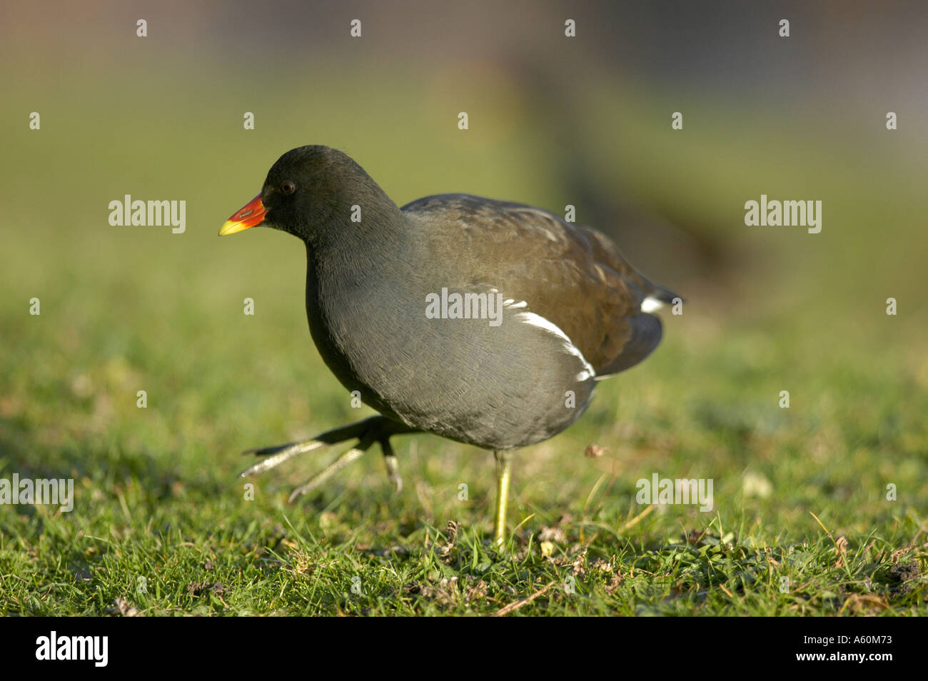 Moorhen slimbridge hi-res stock photography and images - Alamy