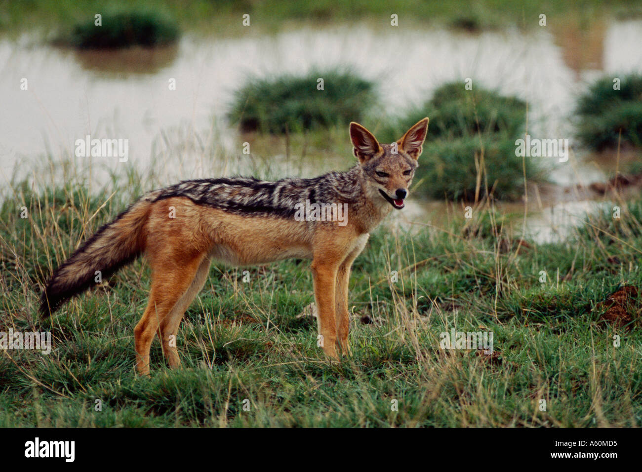 Silver backed Jackal Ngorongoro Canis mesomelas Stock Photo - Alamy