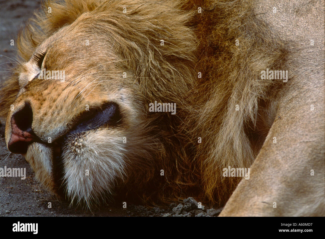 Sleeping Lion Ngorongoro Crater Tanzania Panthera leo Stock Photo - Alamy