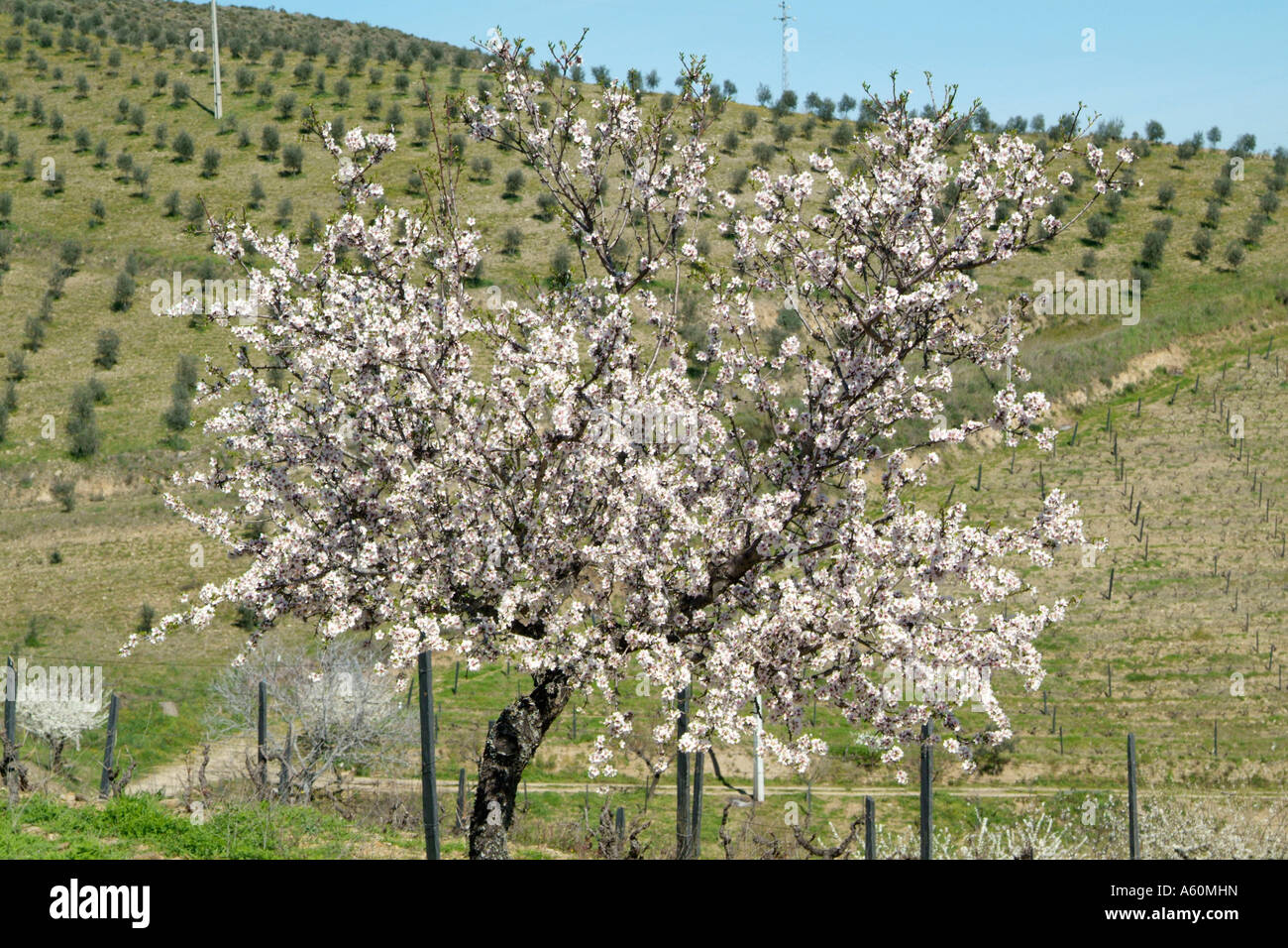 Almond tree in Tras-Os-Montes, Portugal Stock Photo - Alamy