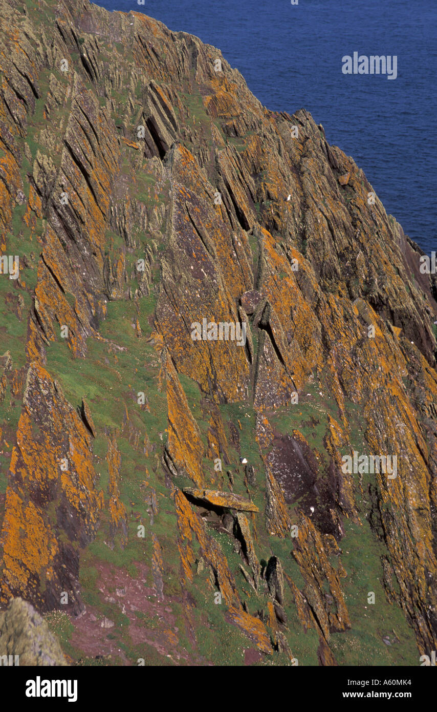 Old Red Sandstone Cliffs covered in lichen, Skokholm Island ...