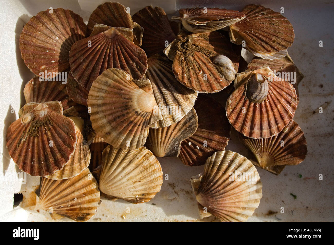 Shells for sale at outdoor market in London Stock Photo - Alamy