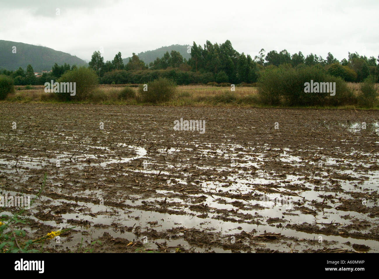 flooded agriculture field Stock Photo - Alamy