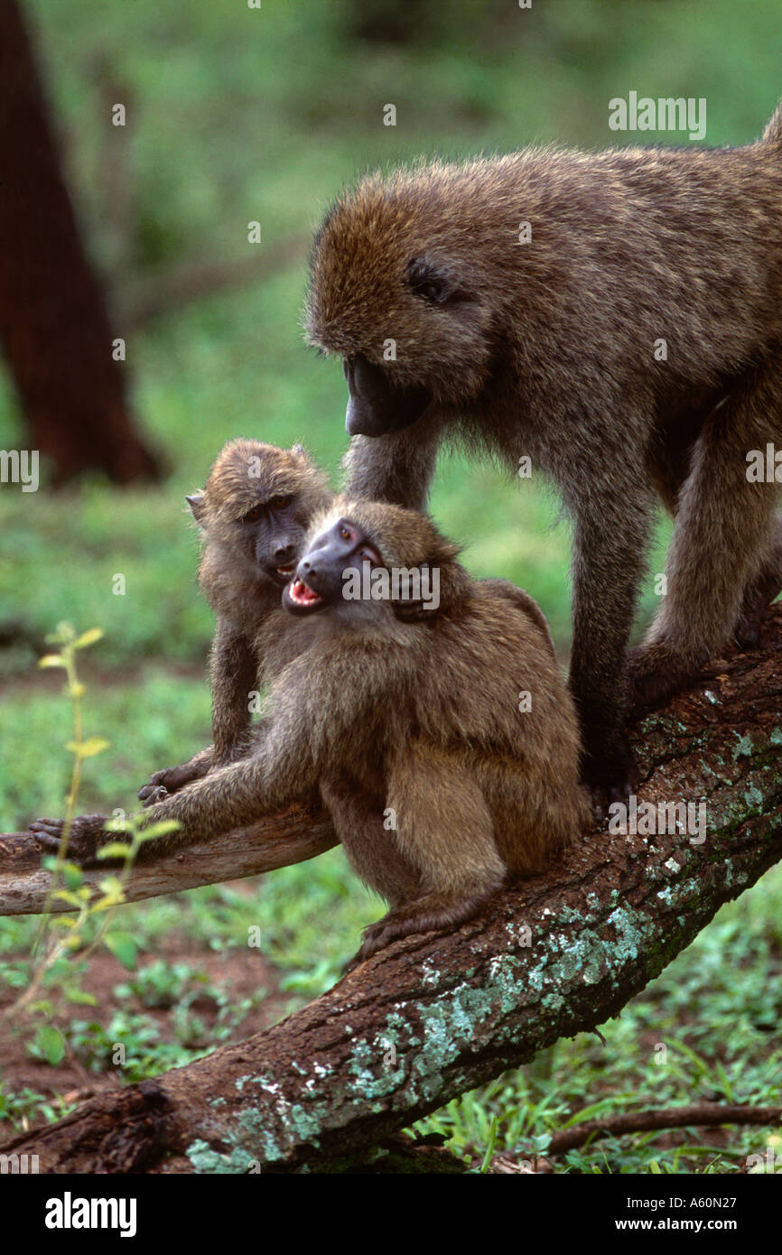 Baboon Family Group Serengeti papio anubis Stock Photo - Alamy