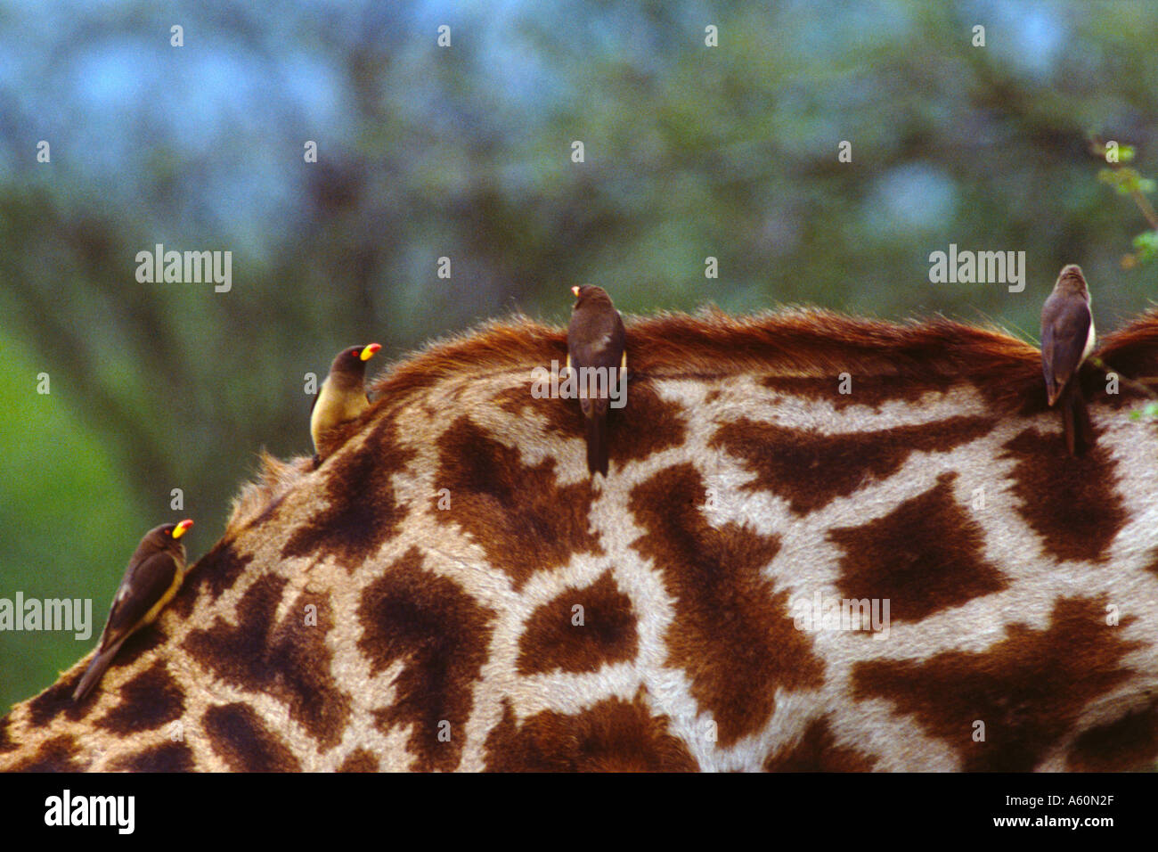 Yellow billed Oxpeckers with Maasai Giraffe Serengeti Giraffa ...