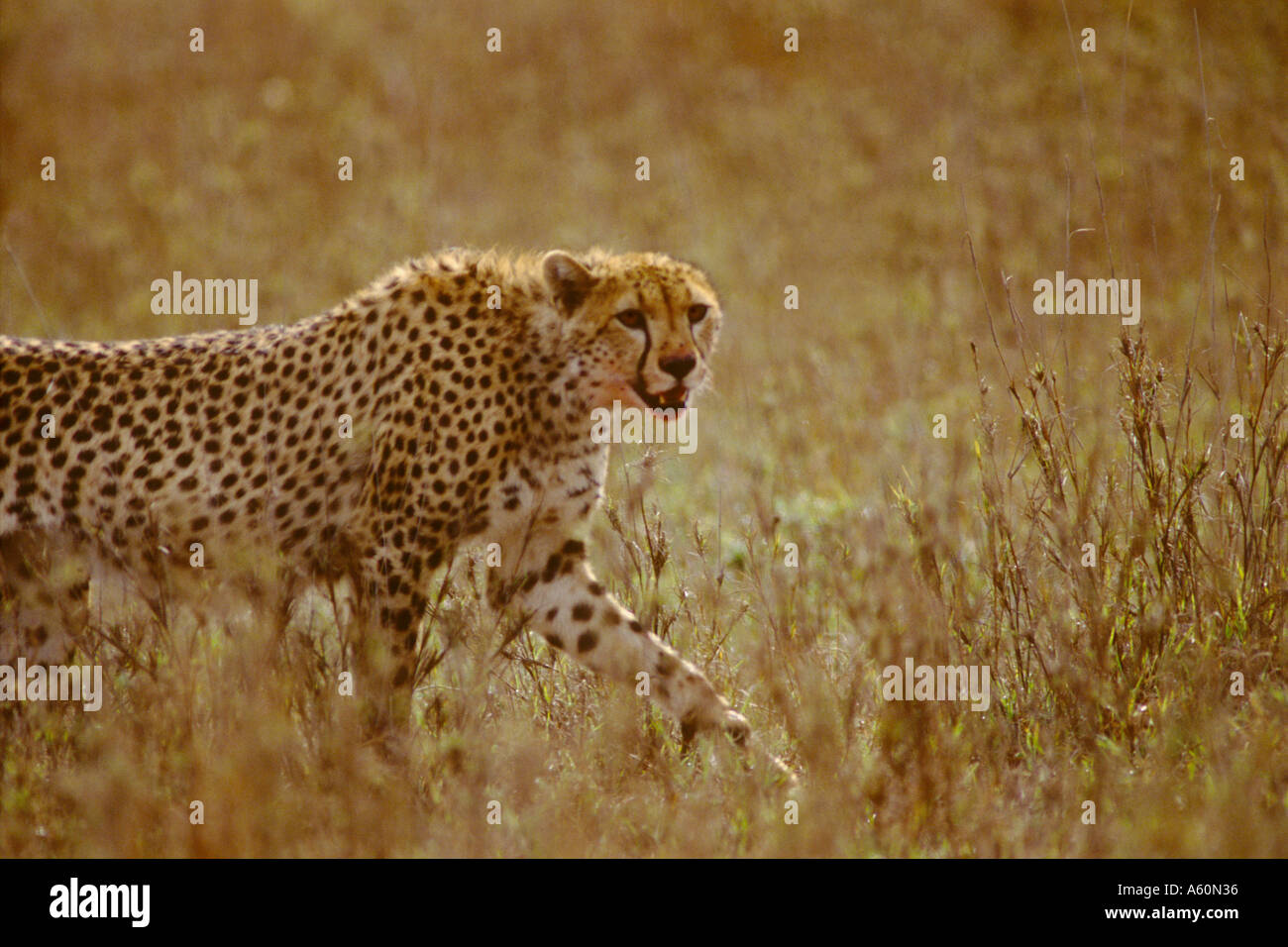 Cheetah with bloody mouth hi-res stock photography and images - Alamy