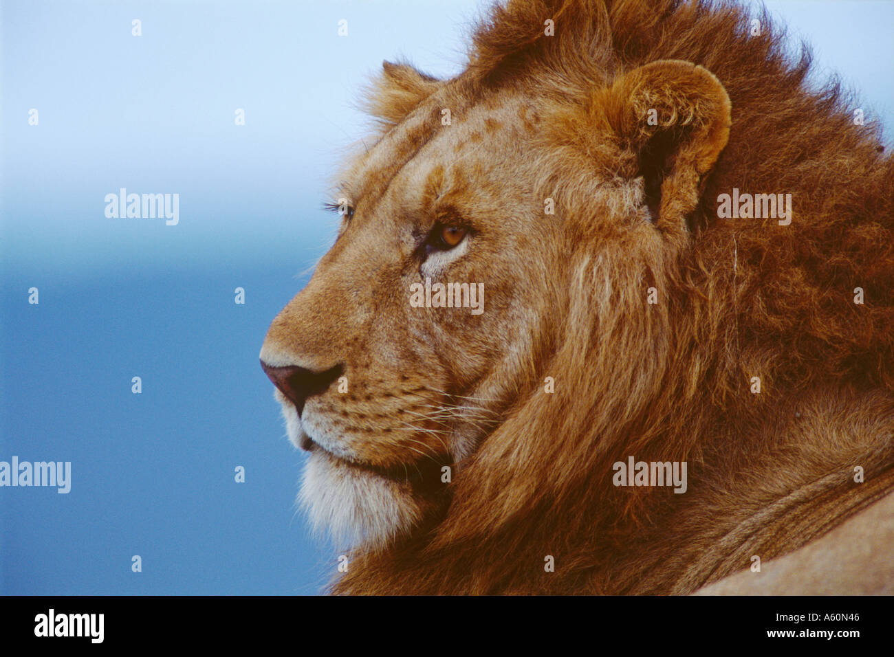 Regal Lion Ngorongoro Crater Tanzania Panthera leo Stock Photo - Alamy