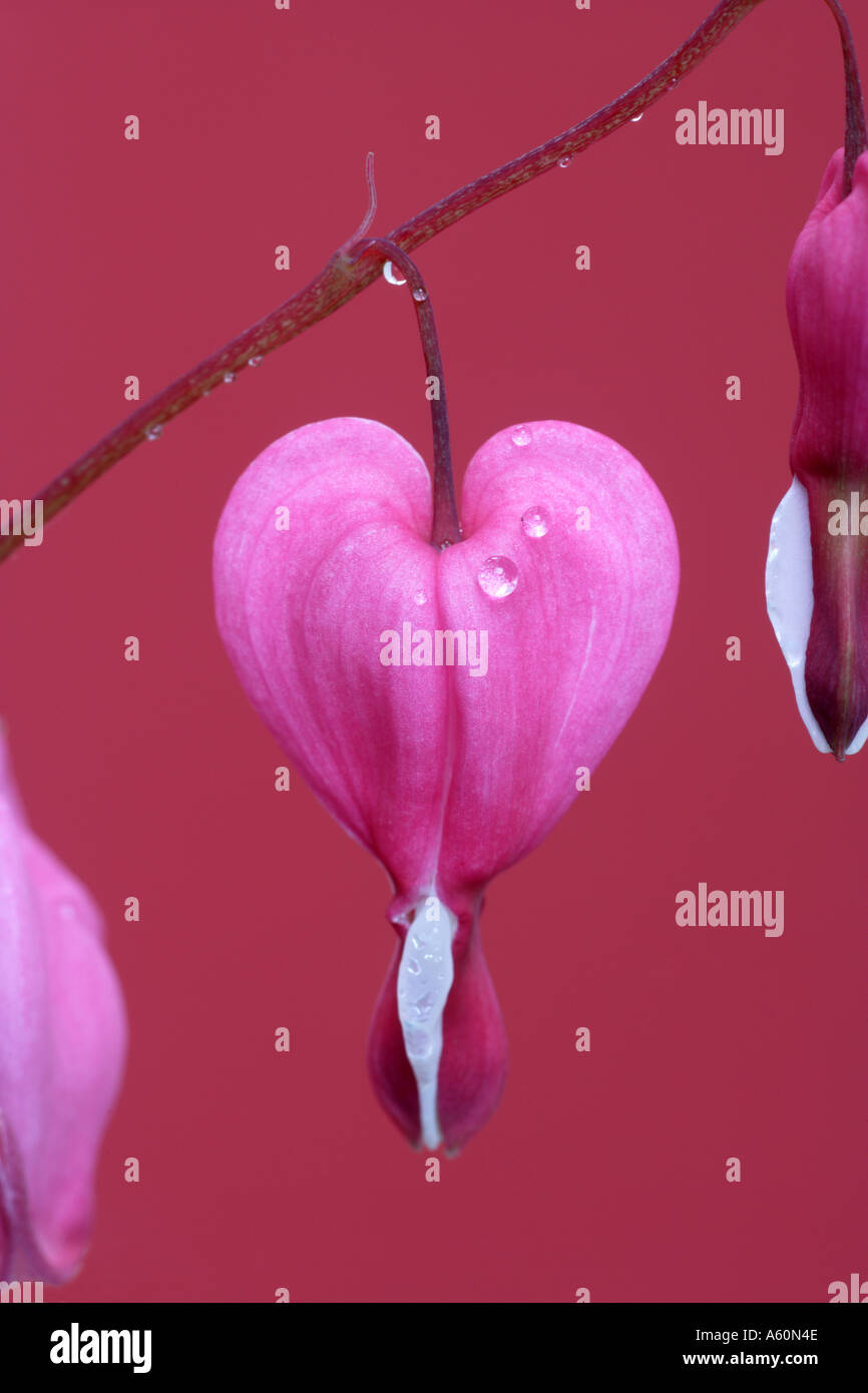 Bleeding Heart Dutchmans Britches Dicentra spectabilis in close up red ...