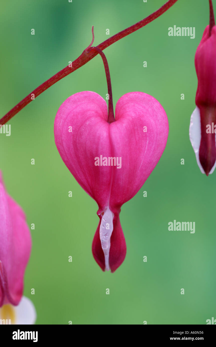 Dutchmans britches hi-res stock photography and images - Alamy