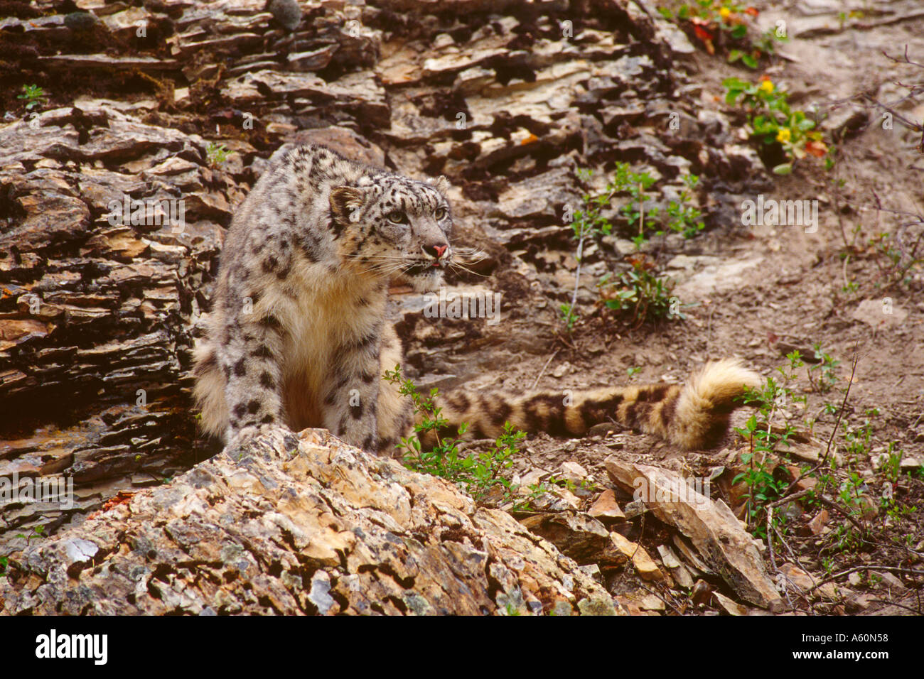 Snow Leopard Crouching Panthera uncia Stock Photo - Alamy