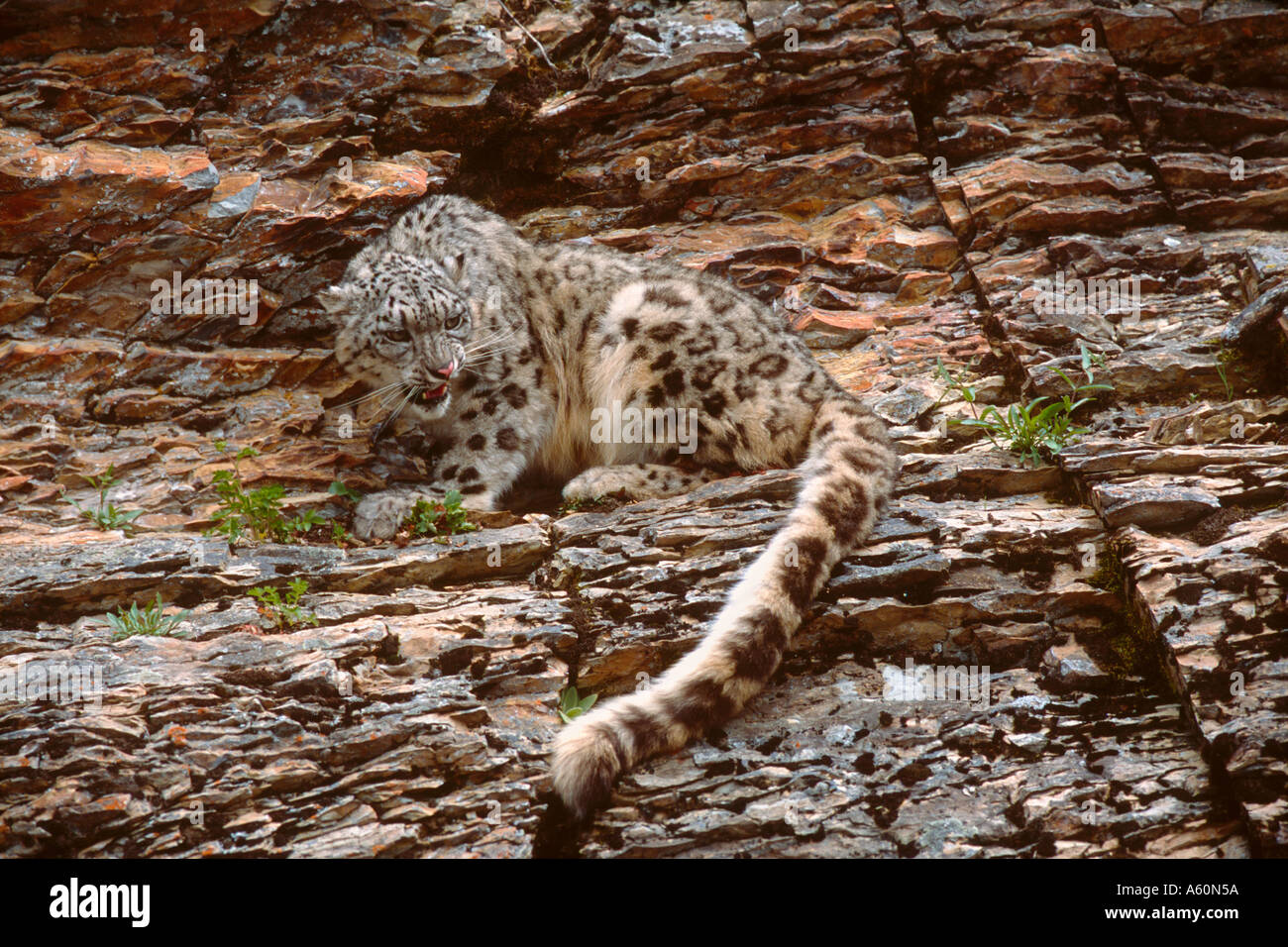 Snow Leopard Snarling Panthera uncia Stock Photo - Alamy