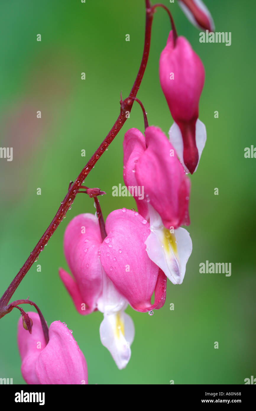 Bleeding Heart Dutchmans Britches Dicentra spectabilis in close up ...