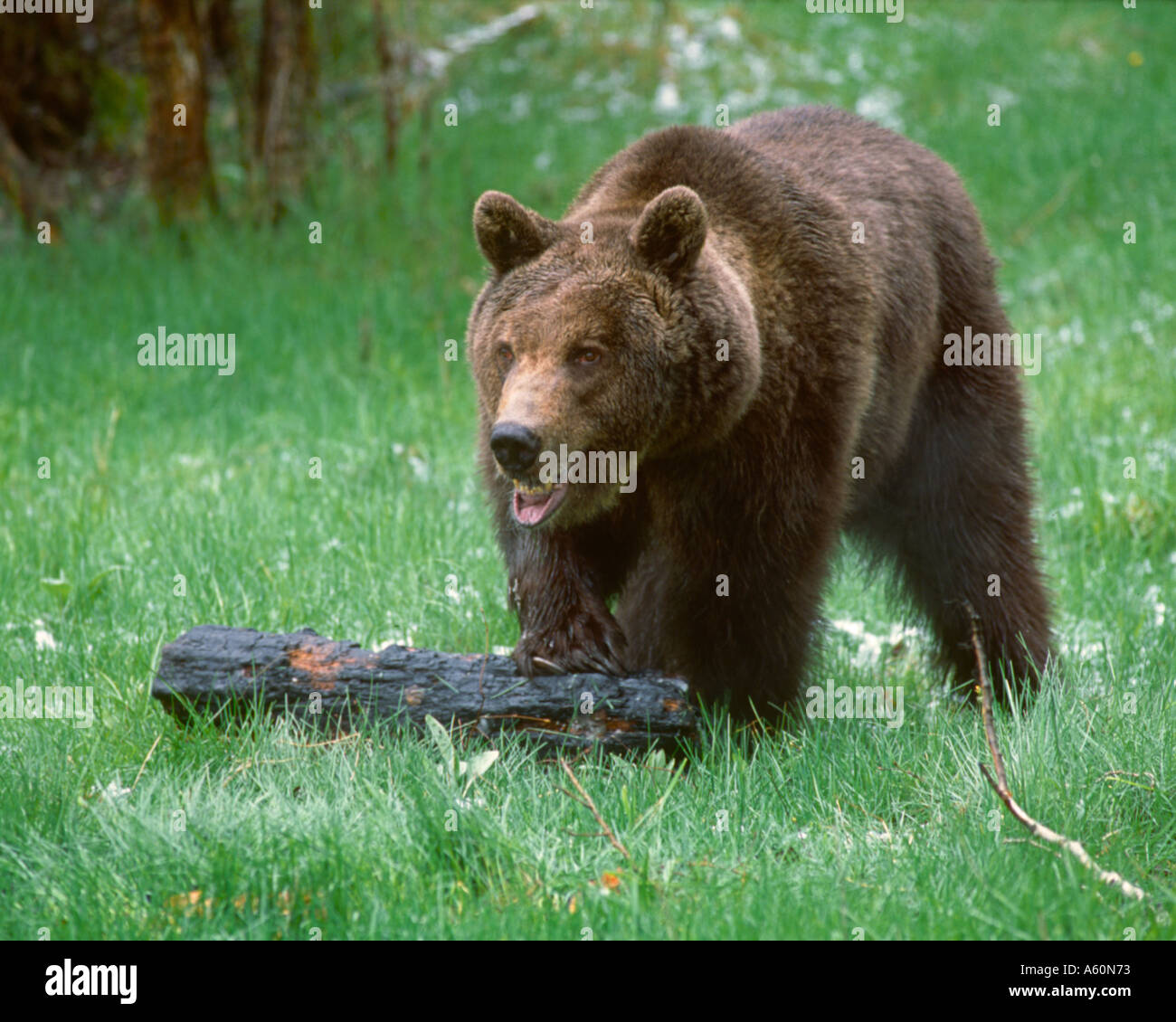 Grizzly Bear Ursus arctos Kalispell Montana USA Stock Photo - Alamy