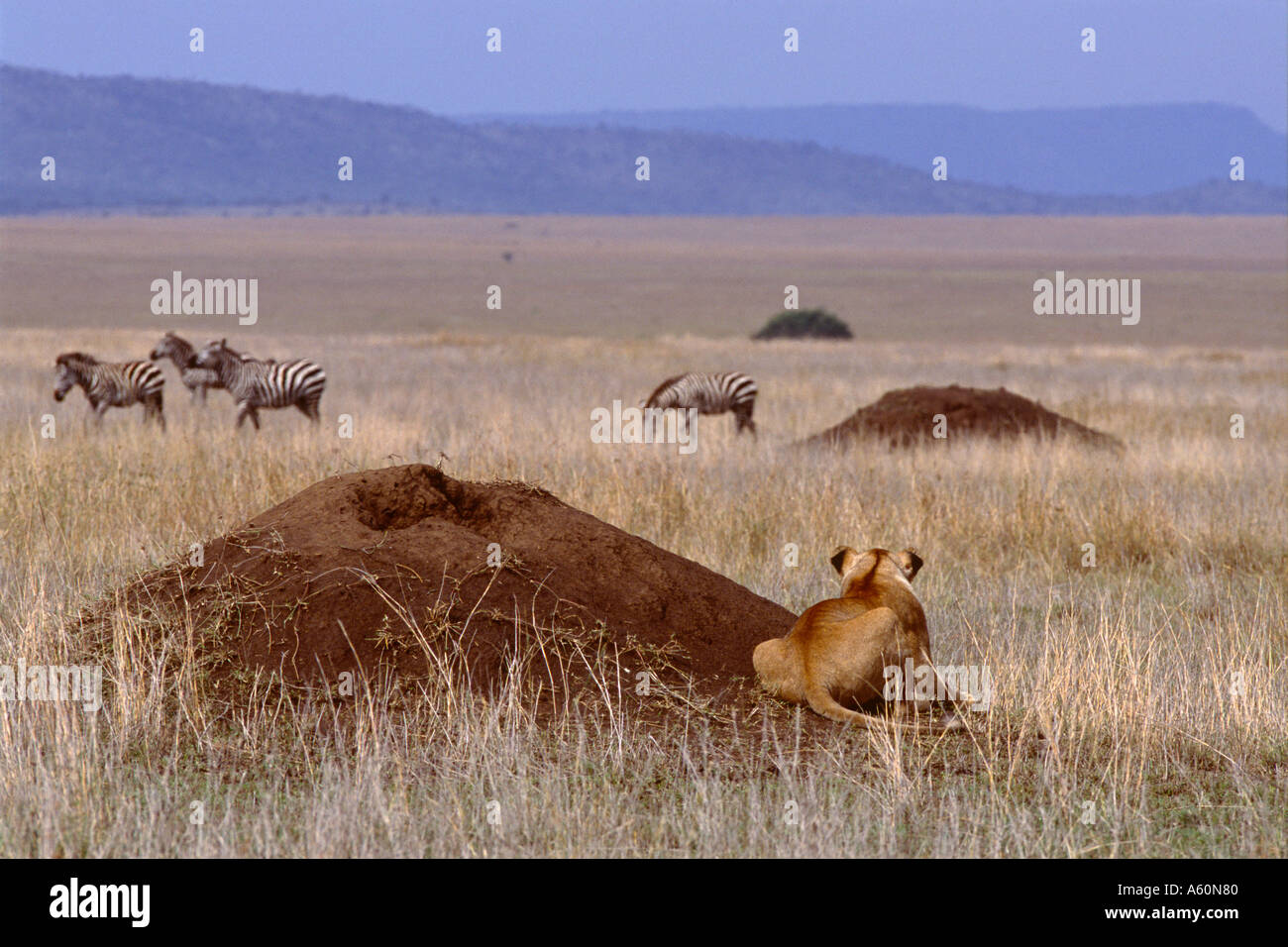 Lion watching zebra hi-res stock photography and images - Alamy
