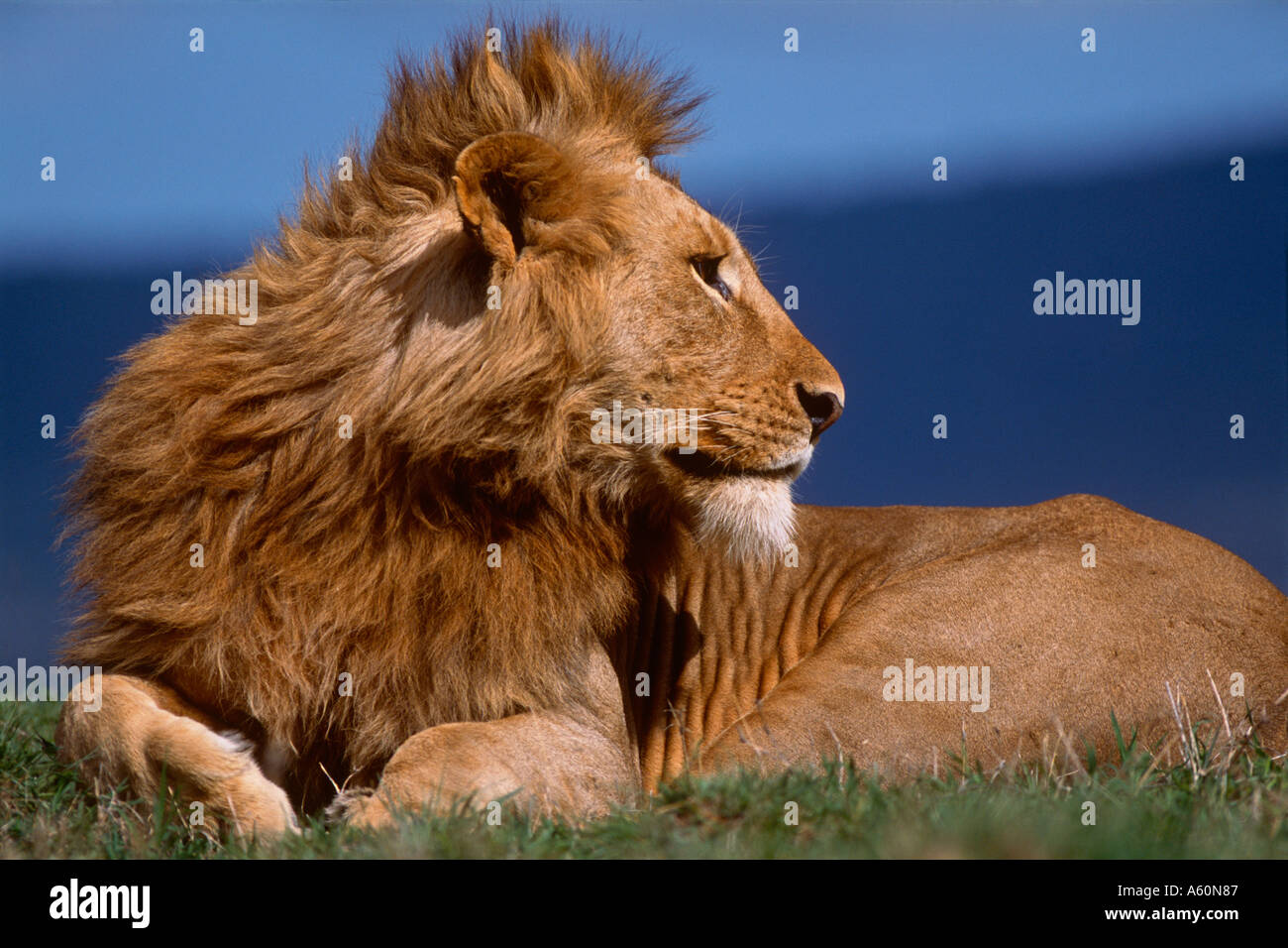 Regal Lion Ngorongoro Crater Tanzania Panthera leo Stock Photo - Alamy