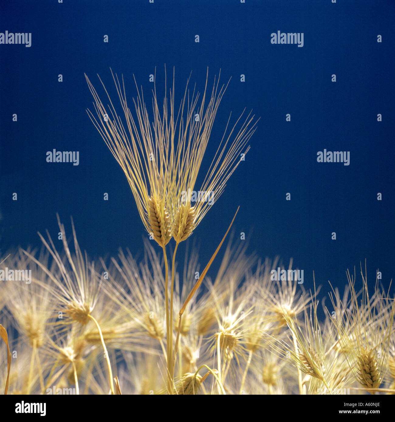 Barley corns hi-res stock photography and images - Alamy