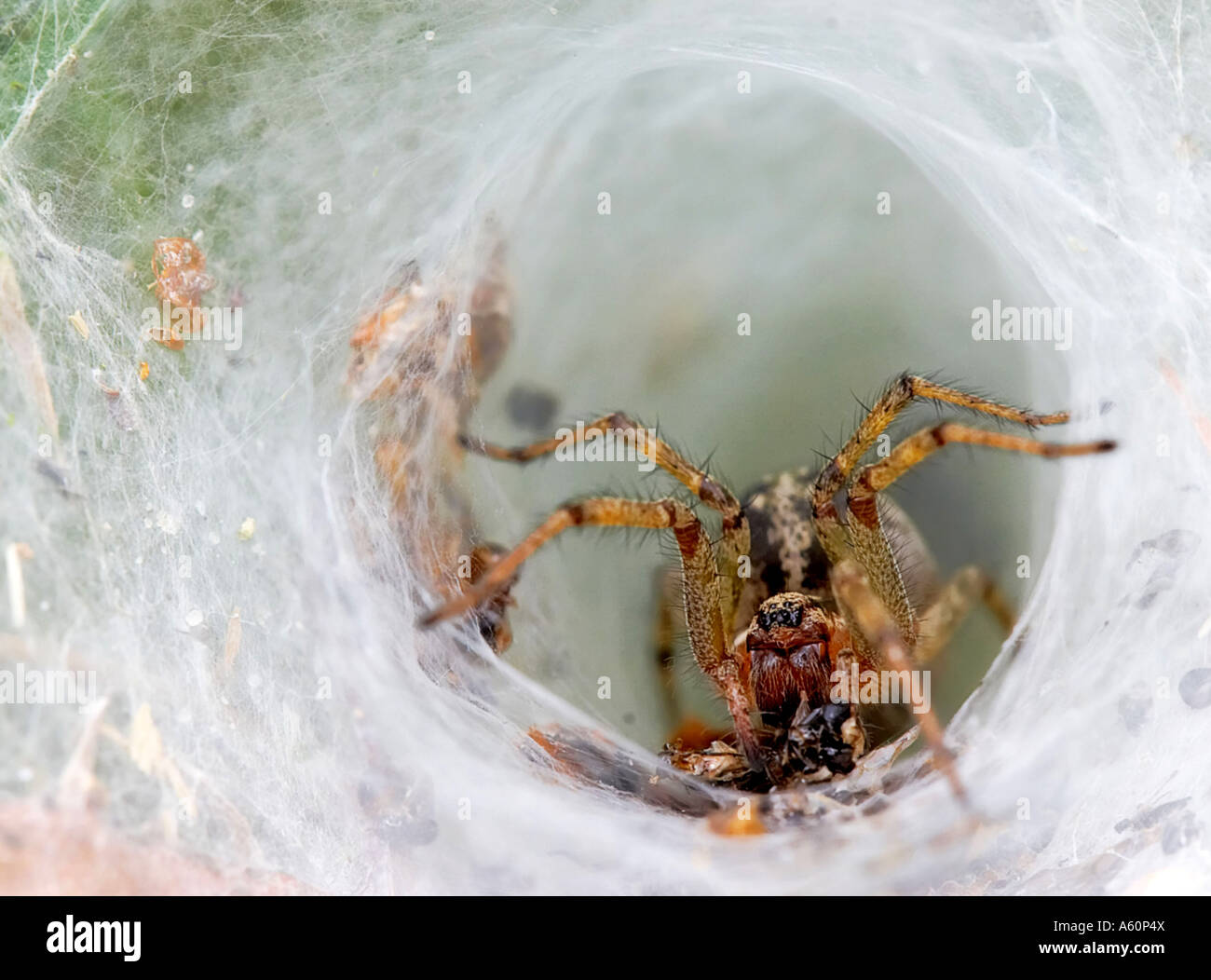 cross orbweaver, European garden spider, cross spider (Araneus ...
