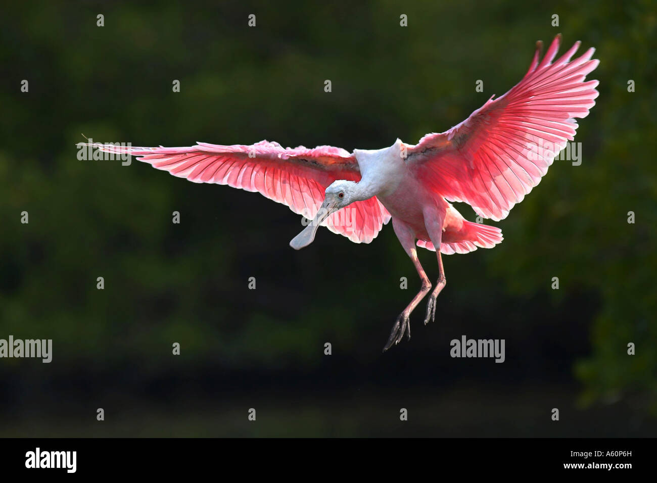roseate spoonbill (Ajaia ajaia), landing, USA, Florida Stock Photo - Alamy