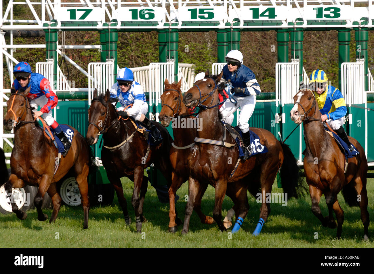 Stalls at the start of a horse race Stock Photo - Alamy