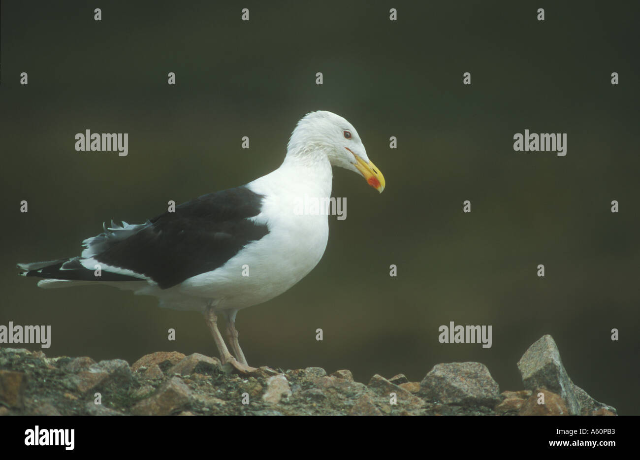 Great Black Back Gull Stock Photo - Alamy