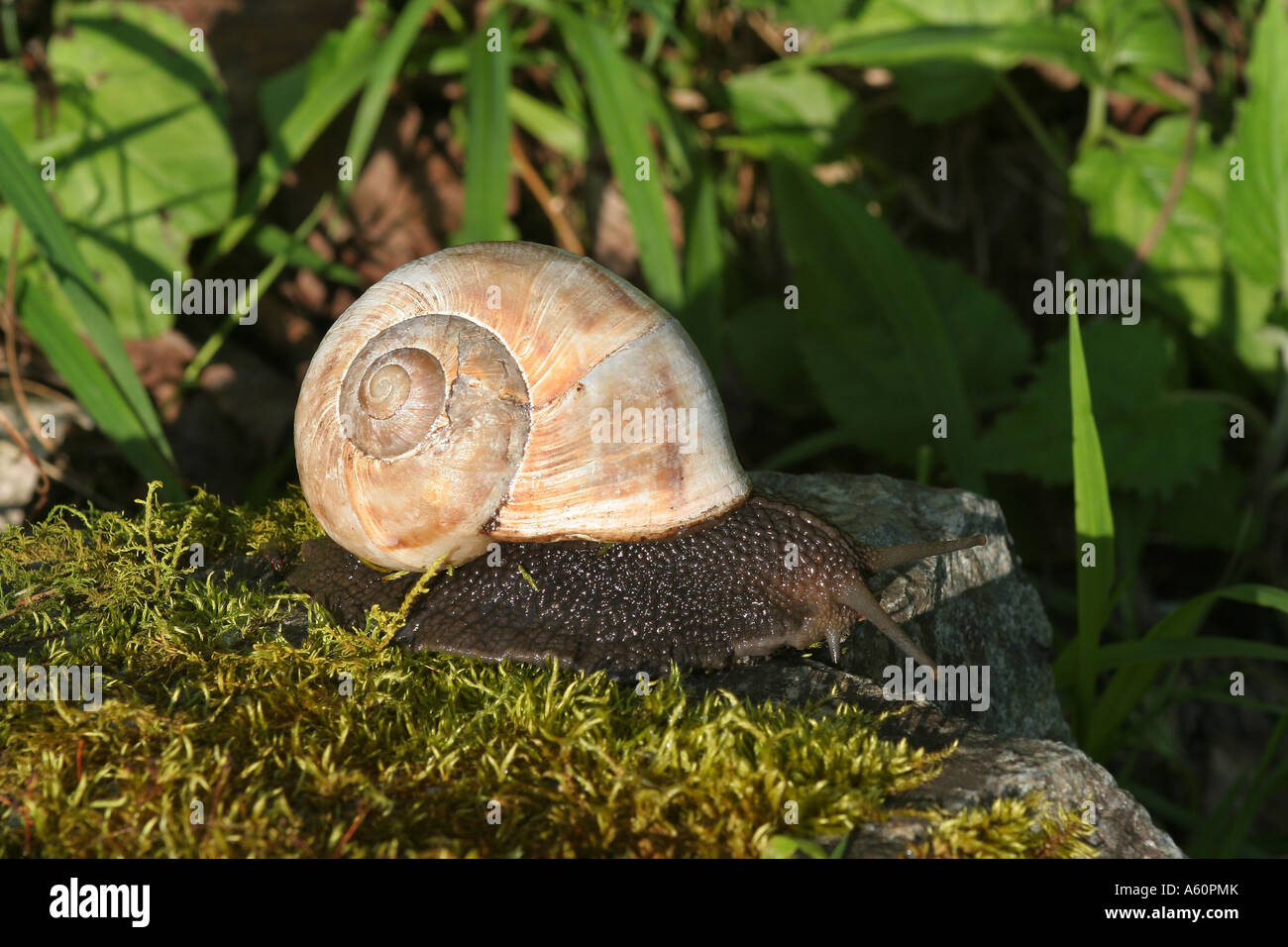 Turskish snail helix lucorum taurica hi-res stock photography and ...