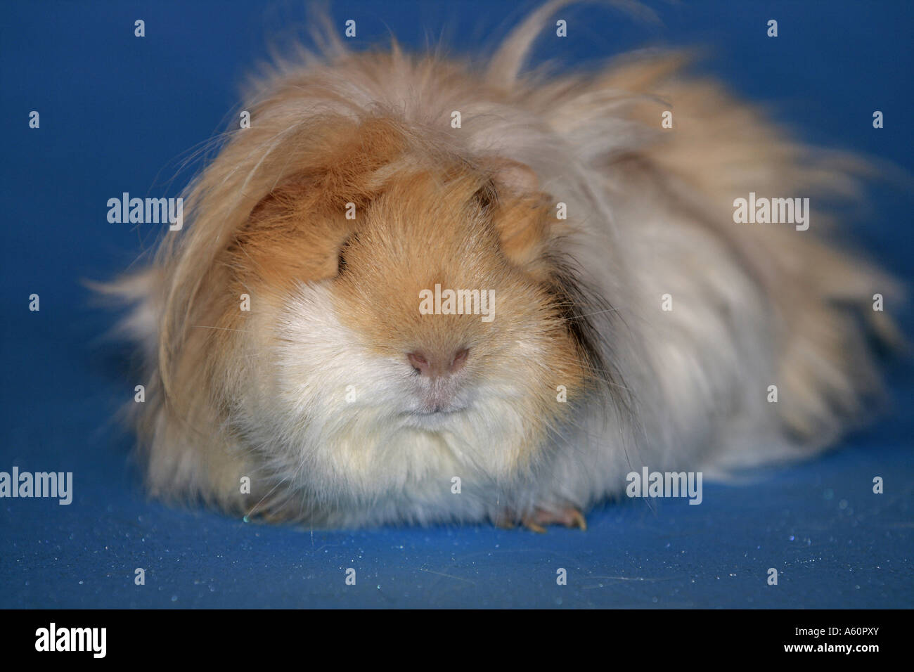 Angora guinea pig hi-res stock photography and images - Alamy