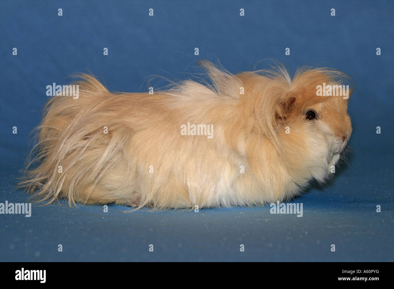 Angora Guinea pig (Cavia aperea f. porcellus Stock Photo - Alamy