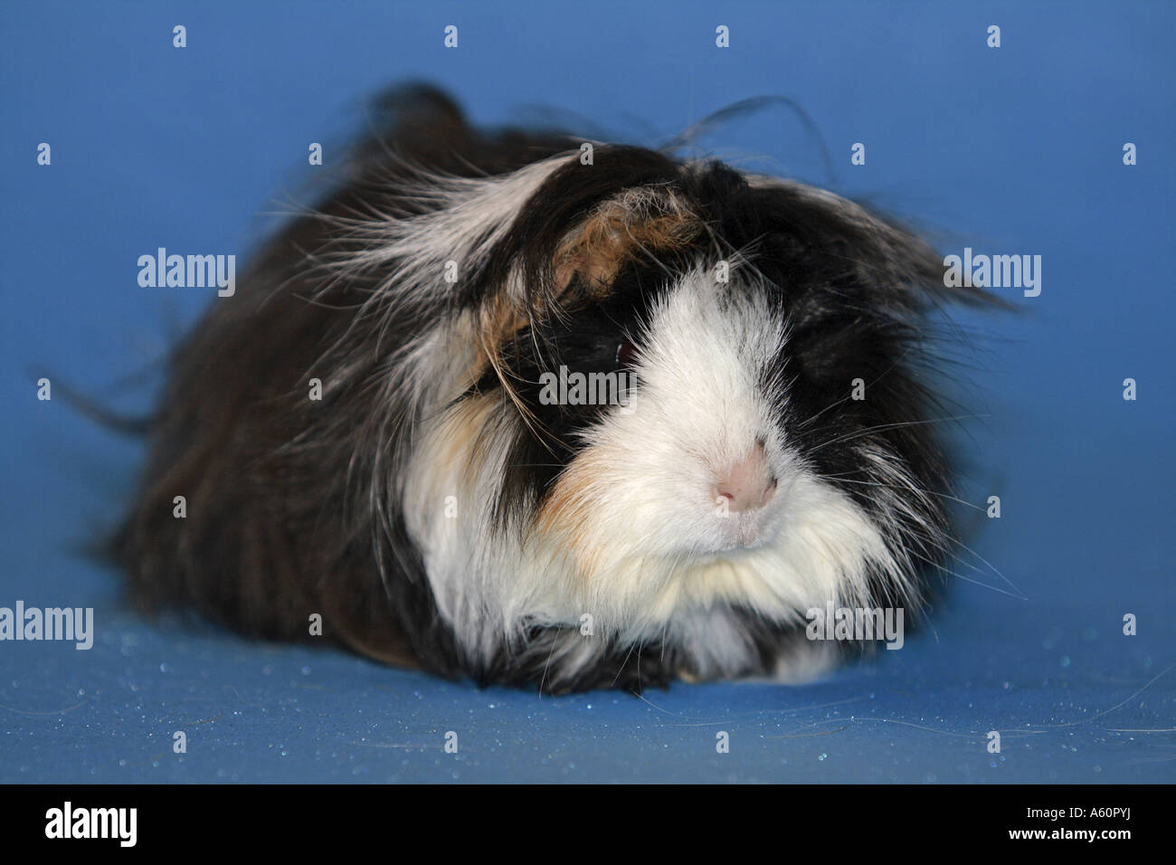 Angora Guinea Pig High Resolution Stock Photography and Images - Alamy
