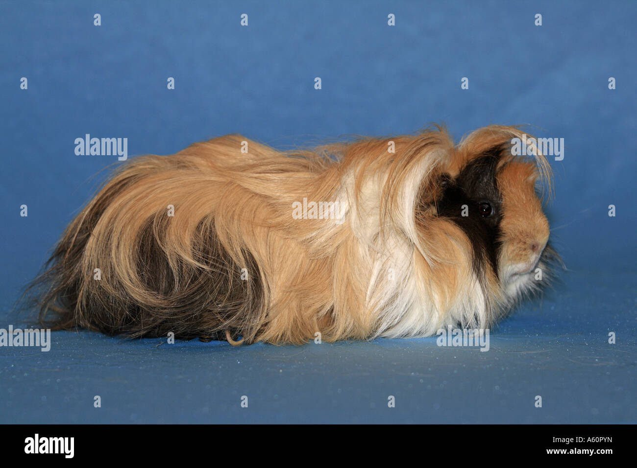 Angora Guinea pig (Cavia aperea f. porcellus Stock Photo - Alamy