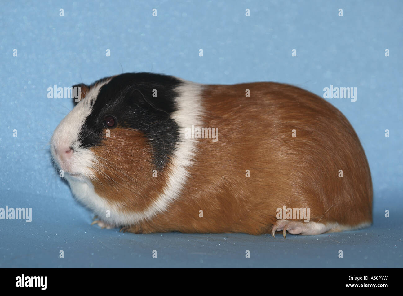 English Guinea pig (Cavia aperea f. porcellus Stock Photo - Alamy