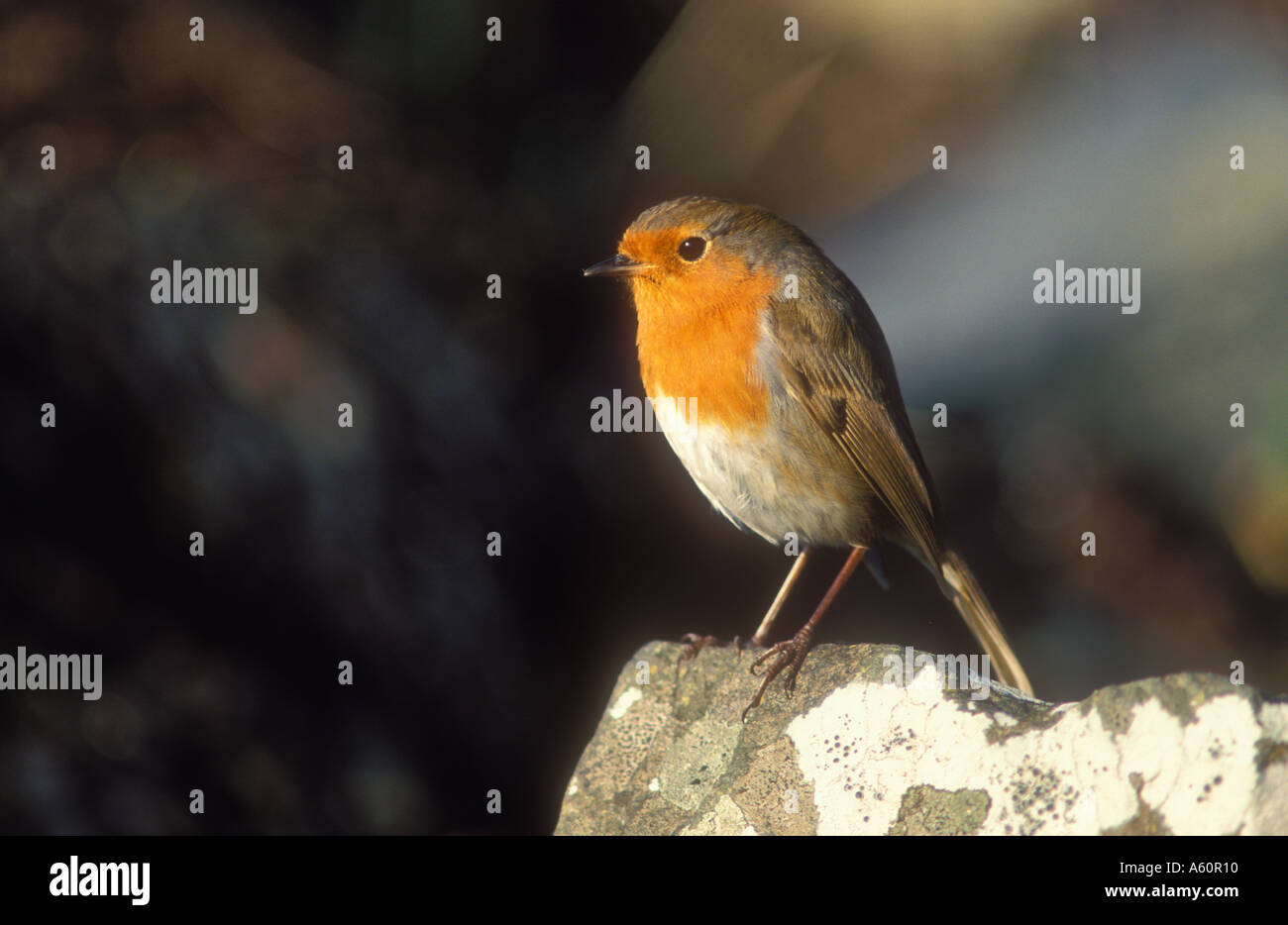 Classic portrait of a Robin Stock Photo - Alamy